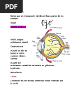 Anatomía del Ojo Canino y Tratamiento | PDF | Glaucoma | Ojo humano