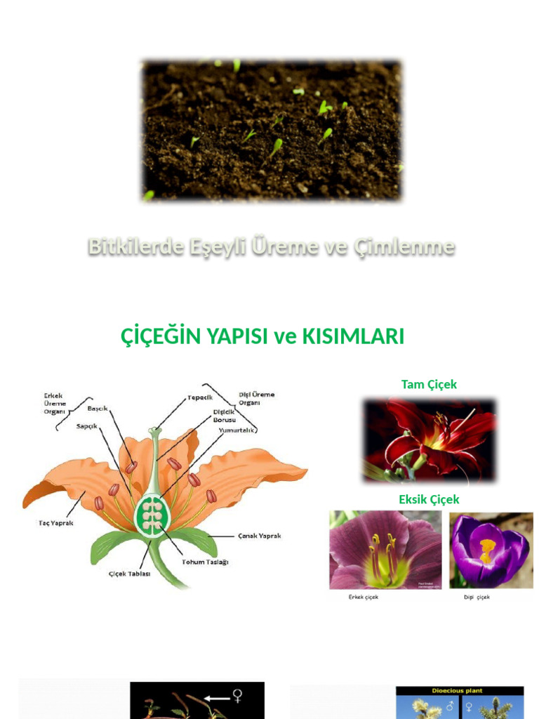 Bitkilerde Eşeyli Üreme Ve Çimlenme | PDF
