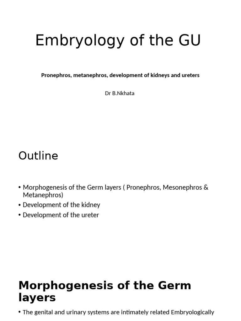 Embryology of The Genitourinary System | PDF | Testicle | Vagina
