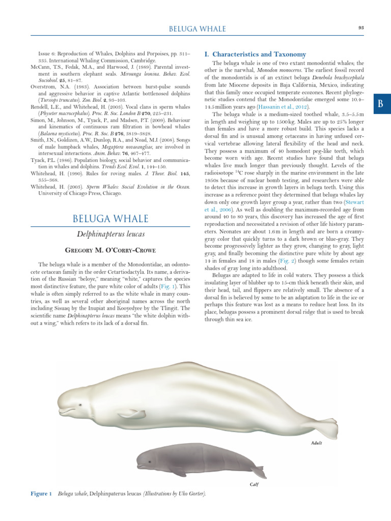 Beluga Whale: Characteristics and Ecology | PDF | Whales | Cetacea