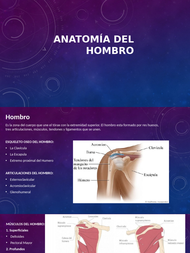 Hueso que une hombro y codo: Clavícula | PDF | Hombro | Codo