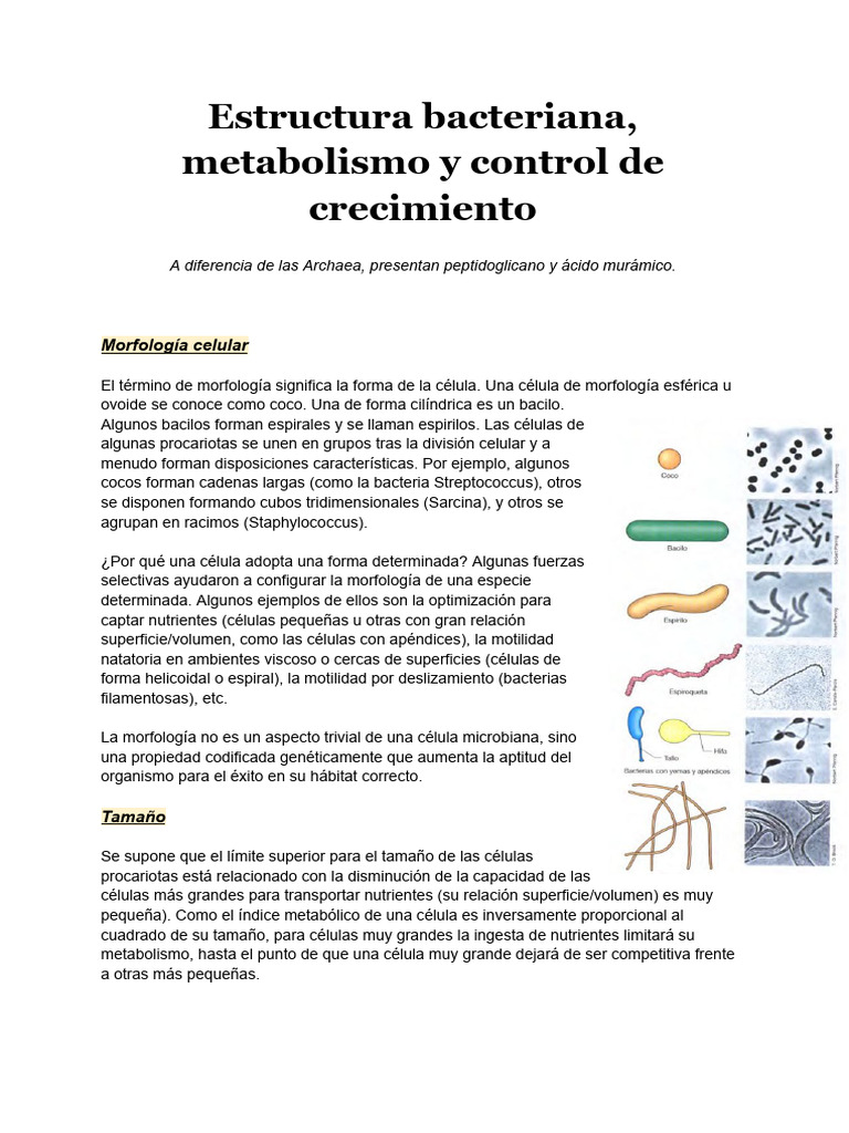 Microbiologia | PDF | Esterilización (Microbiología) | Las bacterias