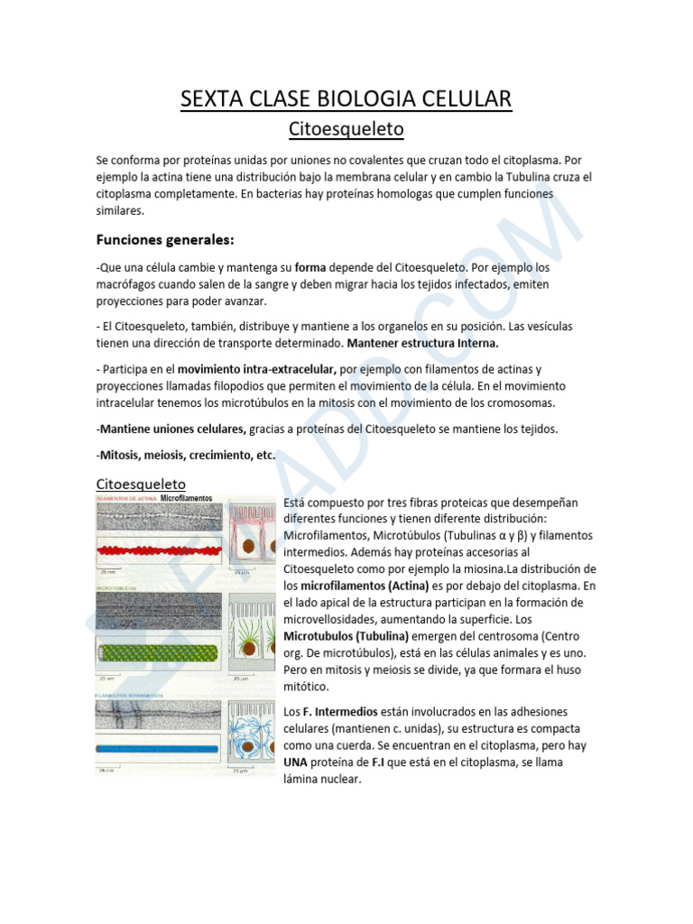 6 Sexta Clase Biologia Celular | PDF | Microtúbulos | Citoesqueleto