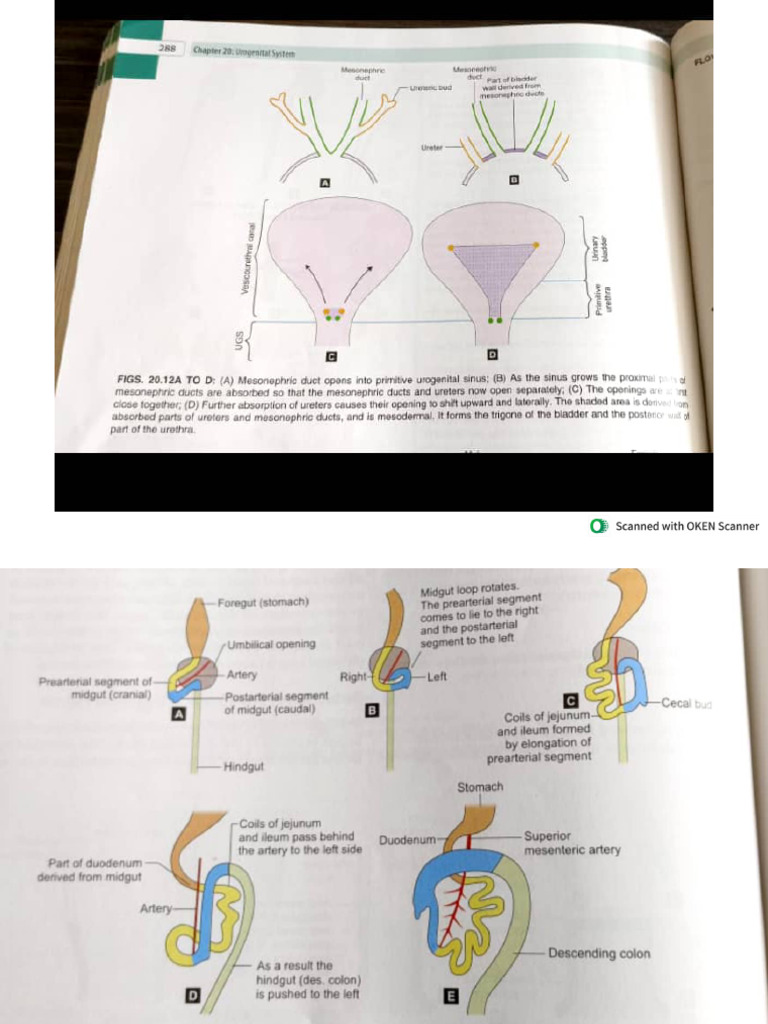IA (3) Embryology Charts | PDF
