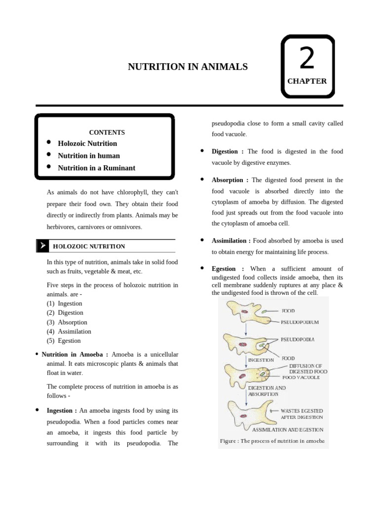 2. Nutrition in Animals | PDF | Digestion | Human Digestive System