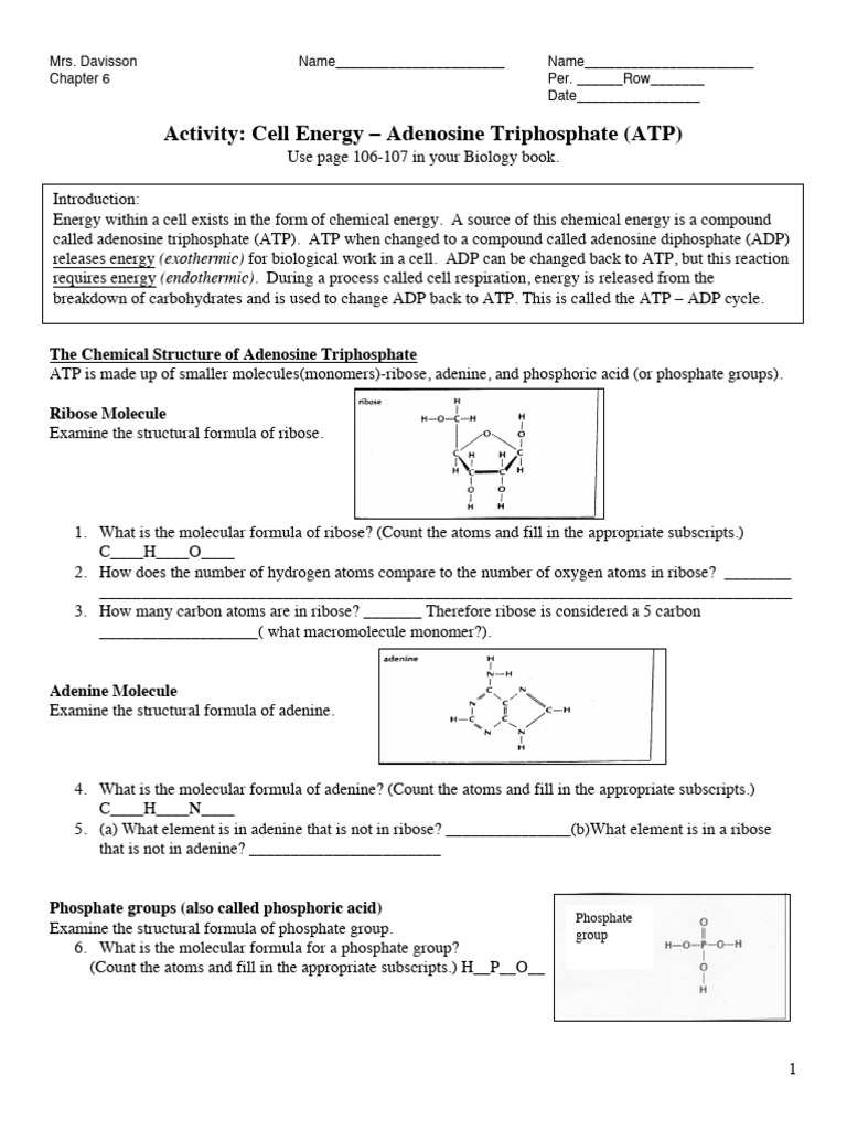 ATP-ADP Cycle and Energy Transfer | PDF | Adenosine Diphosphate ...