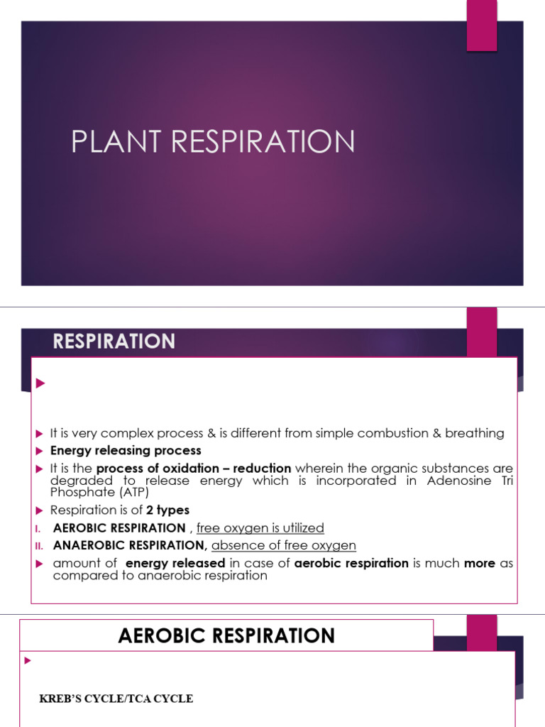 Plant Respiration Explained | PDF