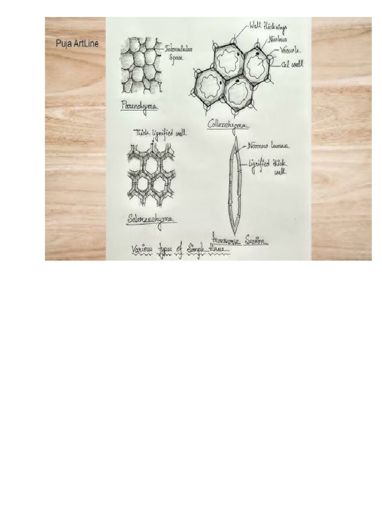 Diagram of Simple Permanent Tissue | PDF