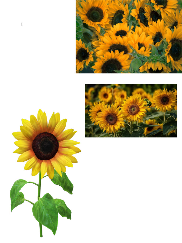 Sunflowers | PDF