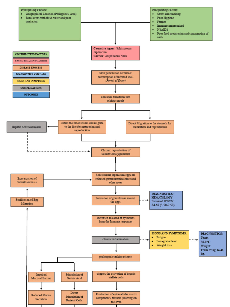 peptic ulcer with hepa schisto pathophysilogy | PDF | Gastroenterology | Immunology