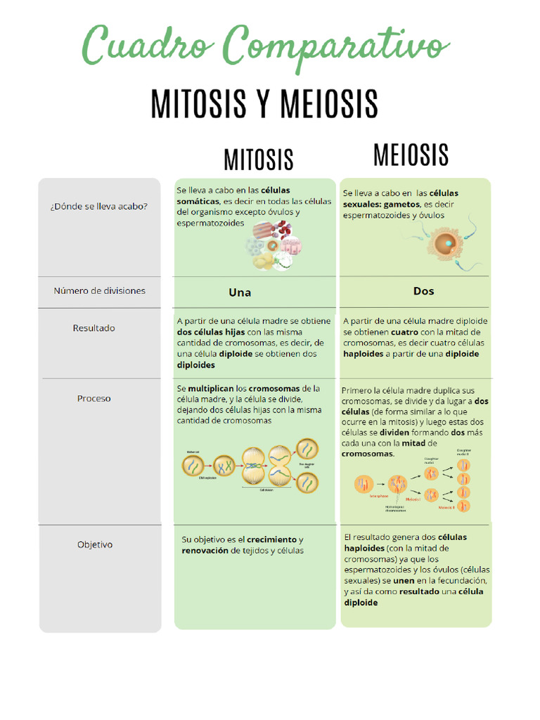 BIOLOGIA -cuadro comparativo mitosis y meiosis- | PDF