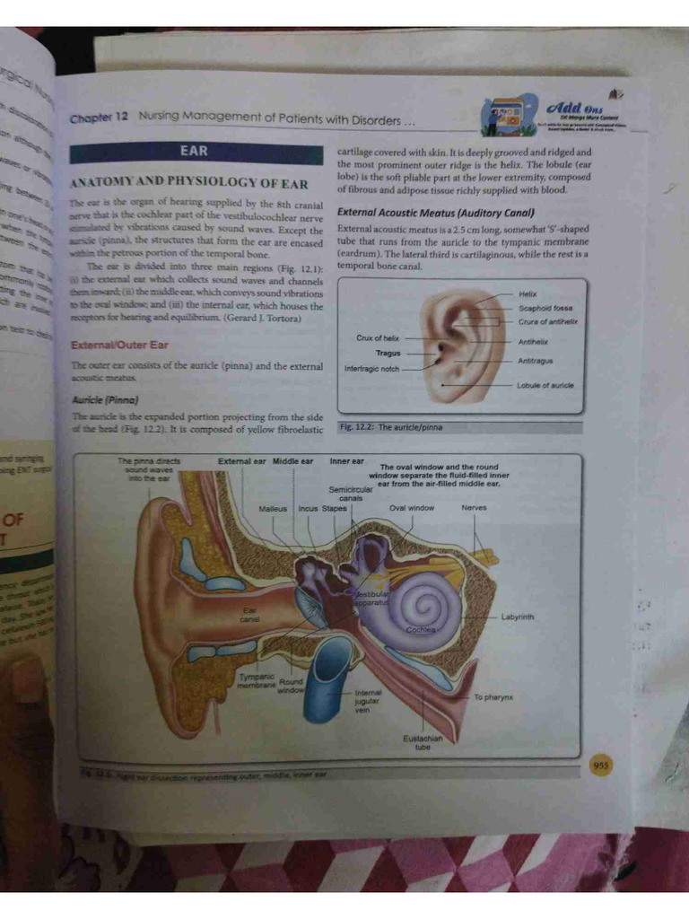 Ear | PDF