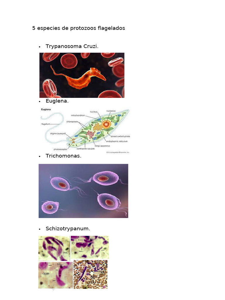 5 especies de protozoos flagelados | PDF