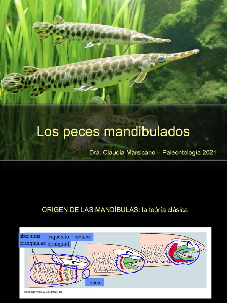 Cola heterocerca en peces mandíbula | PDF | Pescado