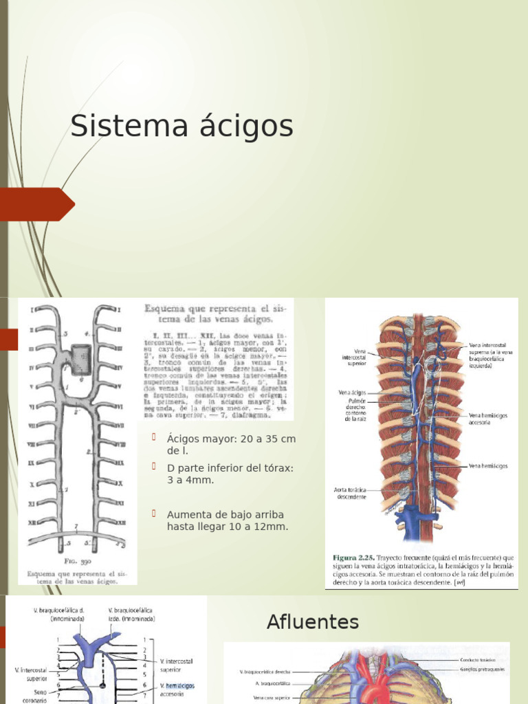 Sistema ácigos | PDF