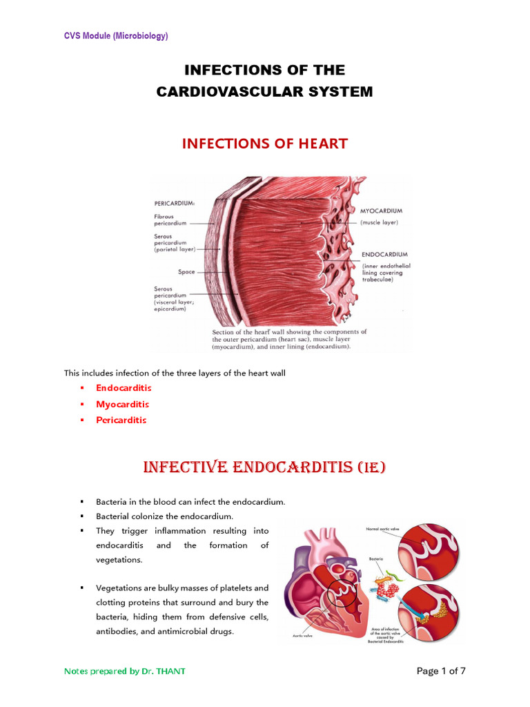 Cardiovascular Infection Guide | PDF | Streptococcus | Staphylococcus