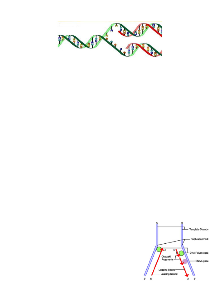 Replic ADN | PDF | Replicación De Adn | Adn