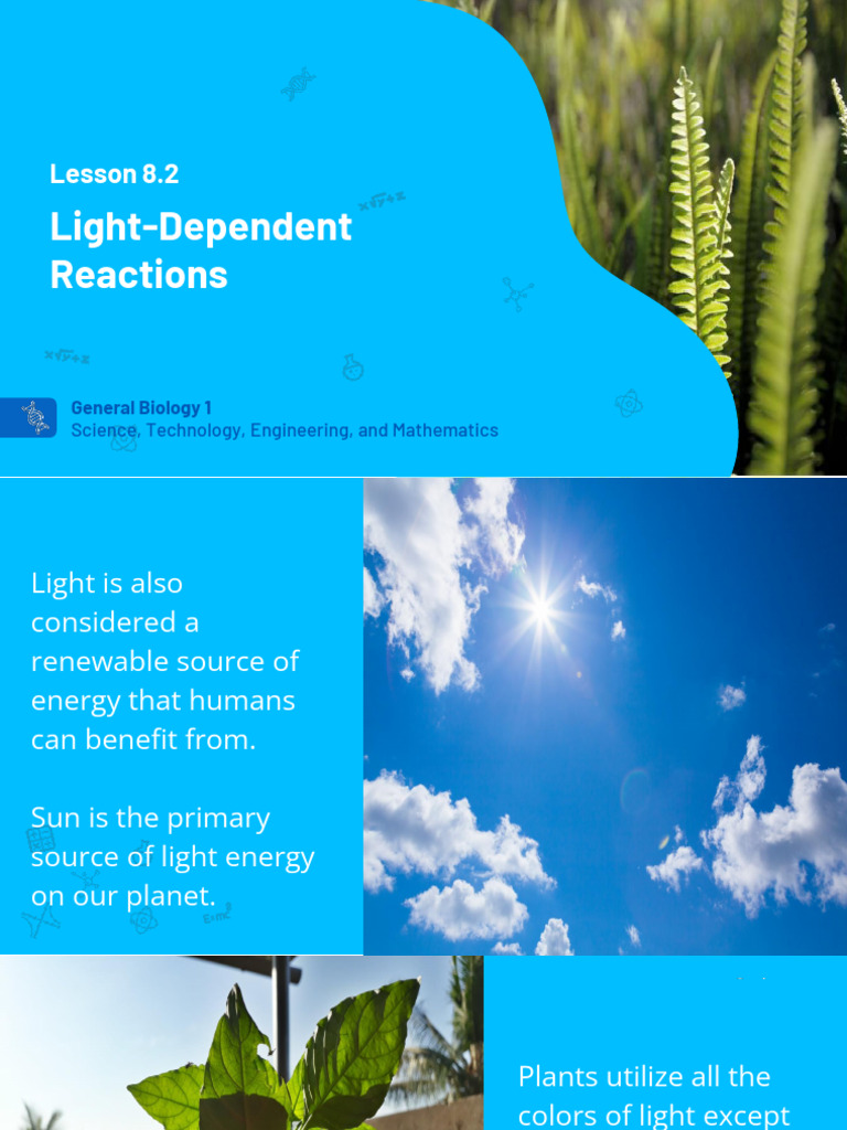 Light-Dependent Reactions Overview | PDF | Photosynthesis | Chlorophyll