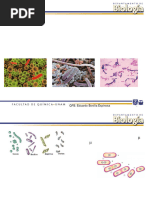 Cultivo e Identificacion Clostridium AV 2020 URP 1 | PDF | Bacilo | Microbiología