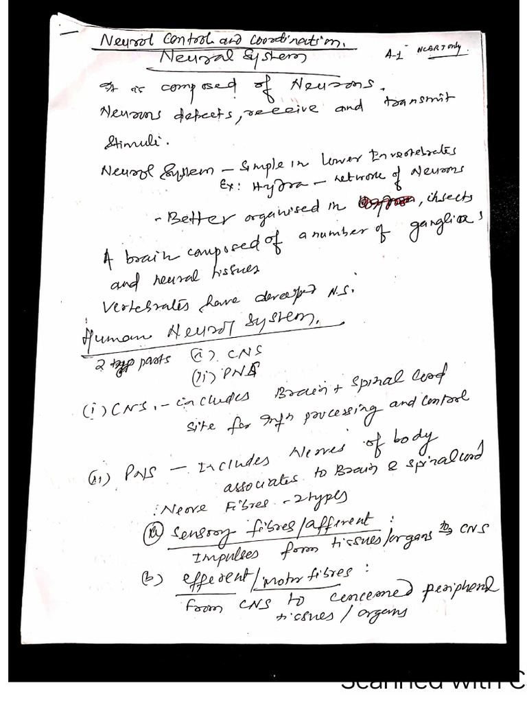 Neural Contol n coordination | PDF Neural Contol n coordination | PDF