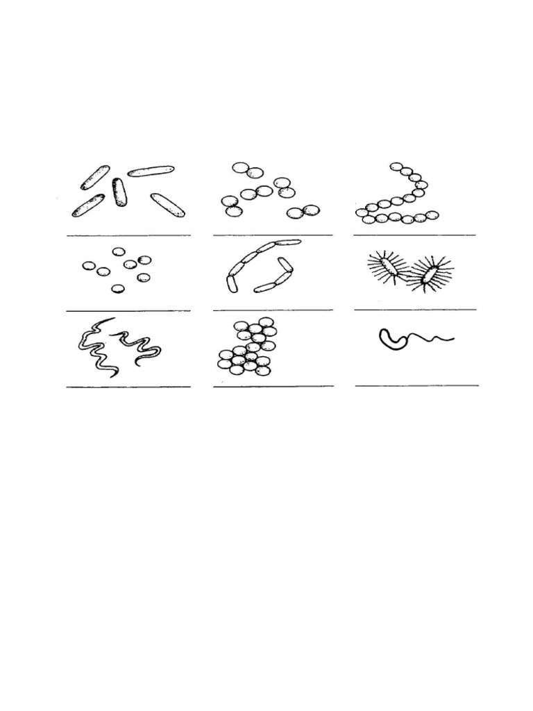 Bacteria Shapes | PDF | Infection | Pathogen