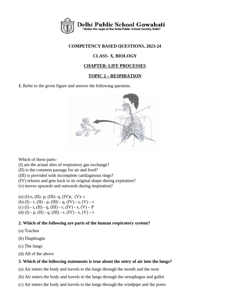 CBQ - X - Biology, 2022-23 | PDF | Vein | Artery