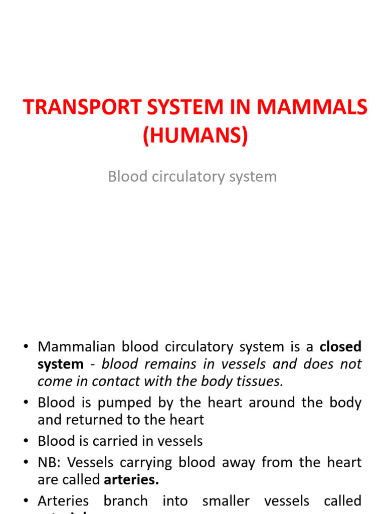 The Heart - Transport System in Mammals (Humans) | PDF | Heart Valve | Atrium (Heart)