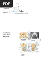 Pelve e Períneo | PDF | Pélvis | Anatomia