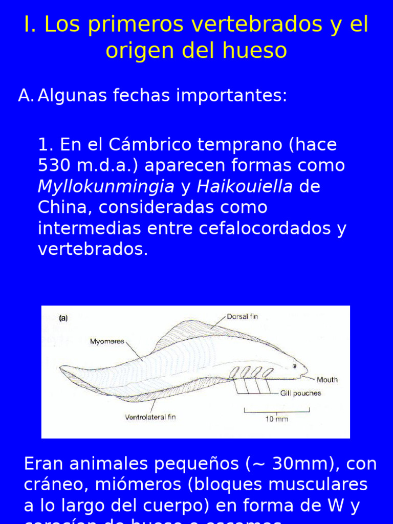 Origen y evolución de los vertebrados | PDF | Vertebrados | Hueso