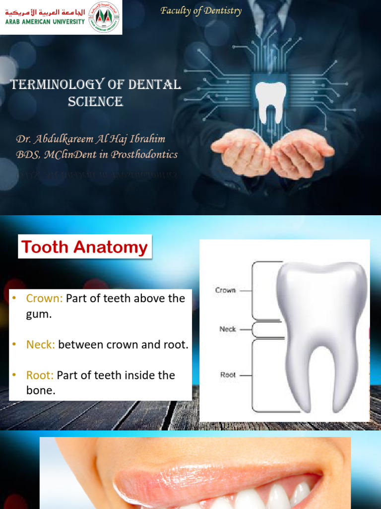 Dental Terminology and Tooth Anatomy | PDF | Tooth | Primate Anatomy