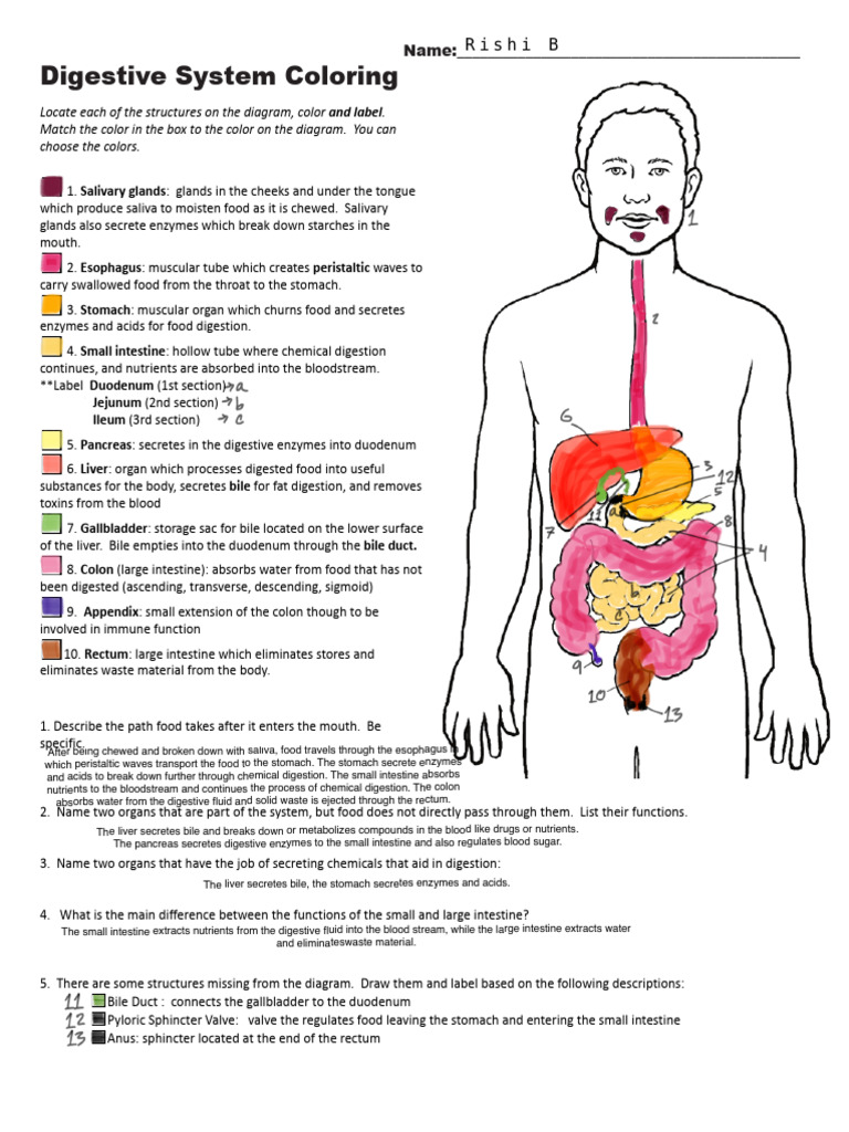 Digestive System Coloring Worksheet | PDF | Human Digestive System ...