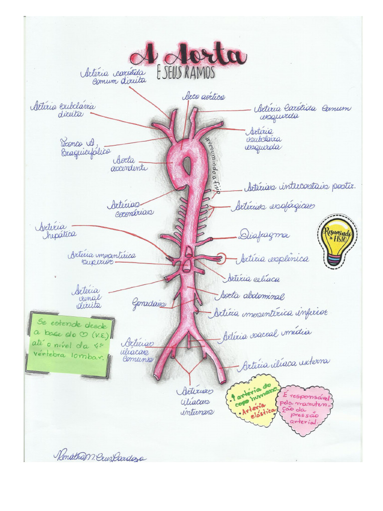 ANATOMIA - Da Aorta | PDF