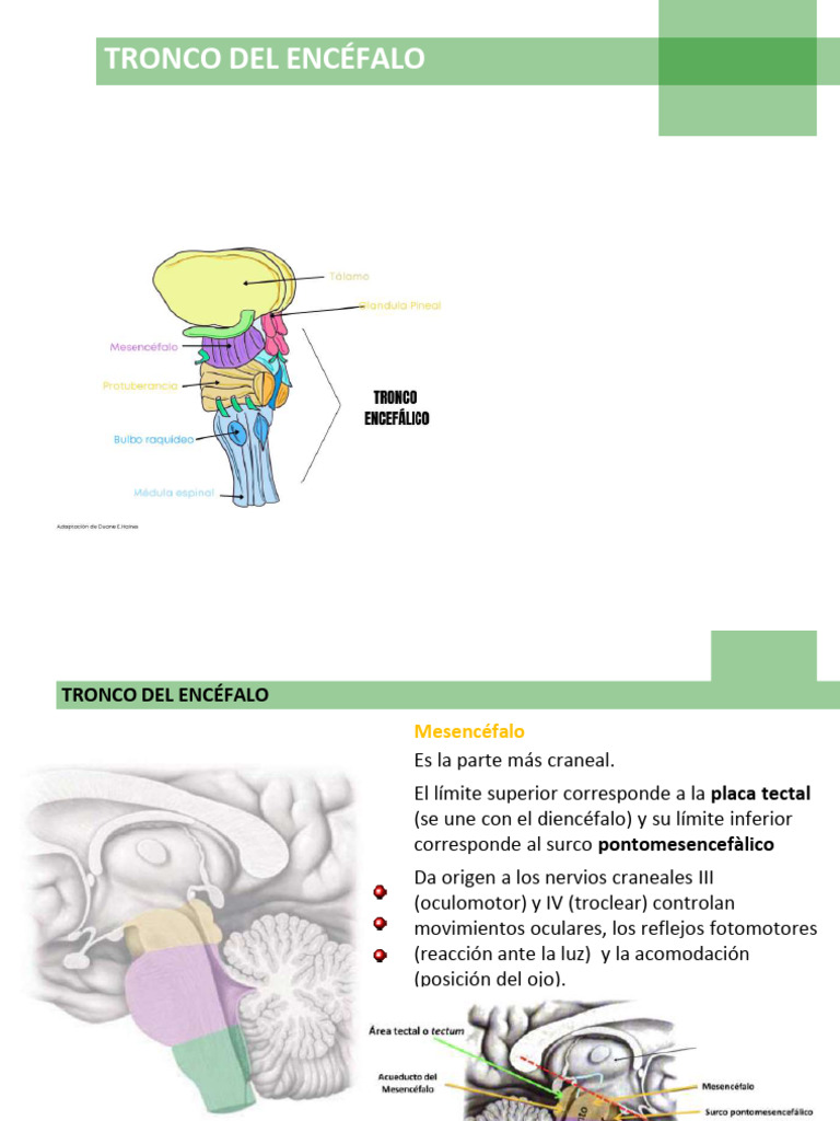Tronco Del Encéfalo y FR CV | PDF | Sistema nervioso | Neuroanatomía
