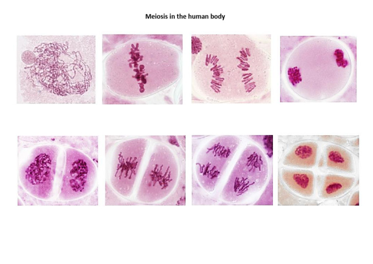 Meiosis Explained for Students | PDF