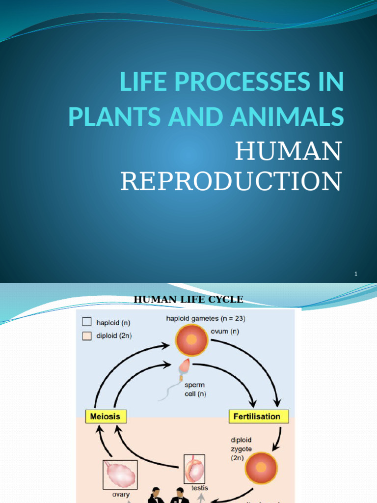 Human Reproduction 4 Grade 12 Life Sciences | PDF | Menstrual Cycle ...