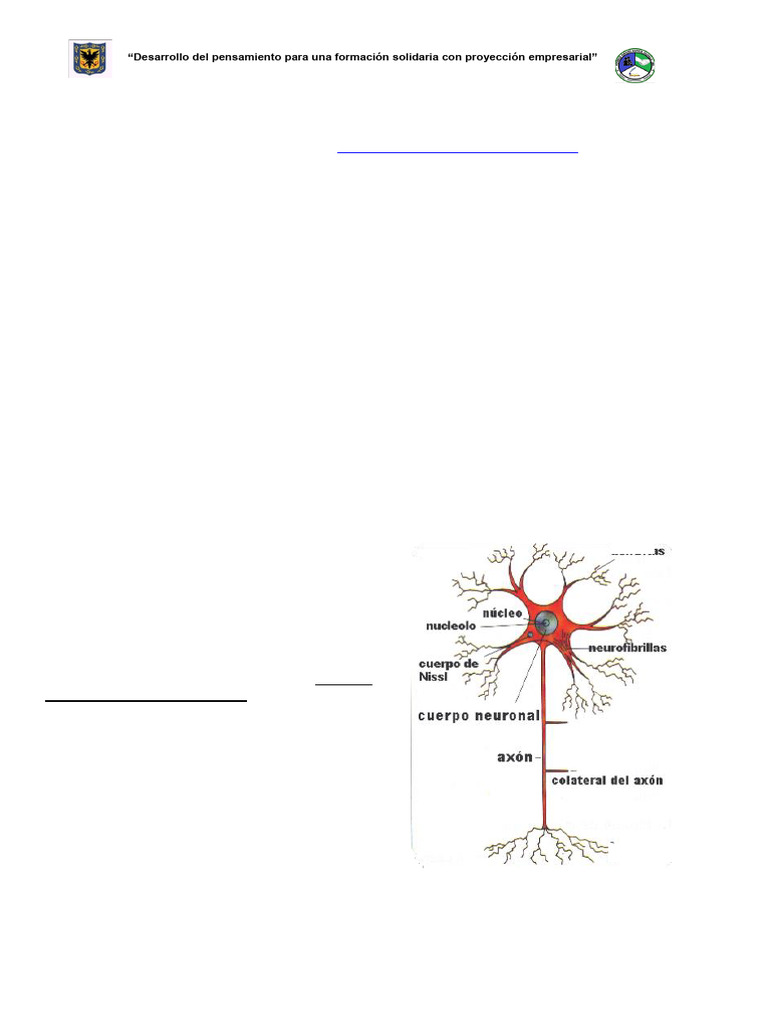 Partes de La Neurona | PDF | Neurona | Sistema nervioso
