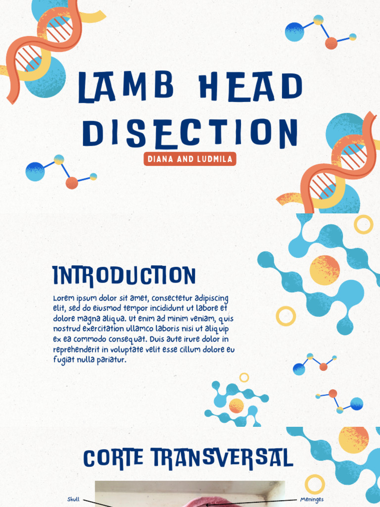 Lamb Head Disection | PDF