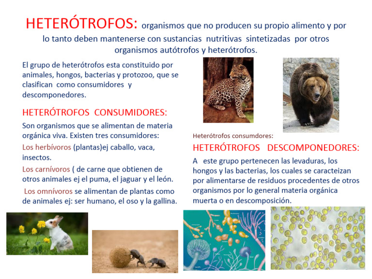 HETERÓTROFOS | PDF