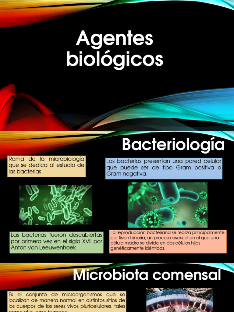 Agentes Biologicos.pptx_20241016_152339_0000 | PDF | Bacterias Gram ...