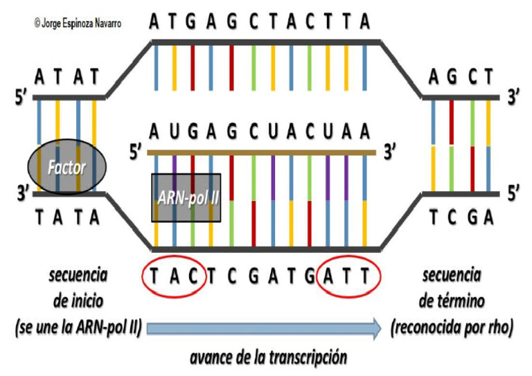 TRANSCRIPCION | PDF