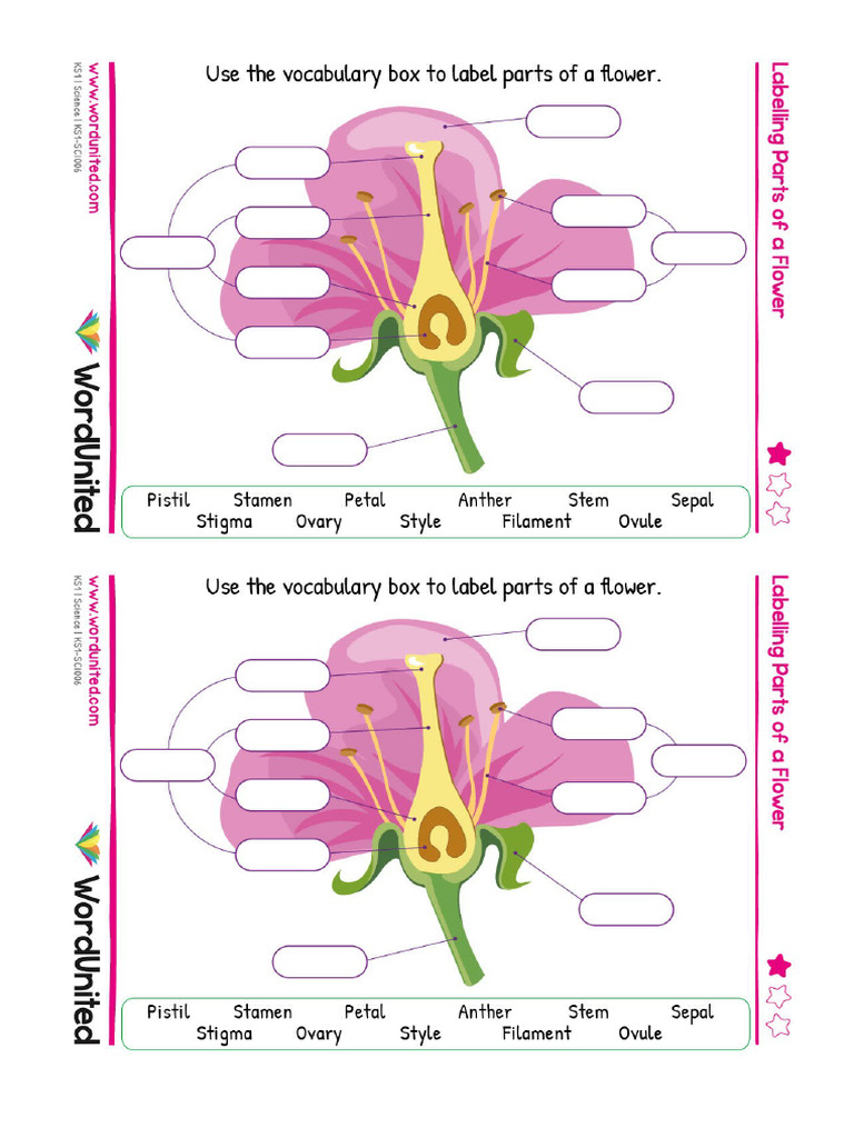 Parts of A Flower Labelling | PDF