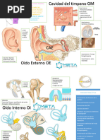 Otoscopia Normal | PDF | Oído | Anatomía