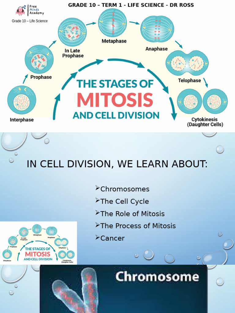 Lesson 7- Cell Division | PDF | Mitosis | Chromosome
