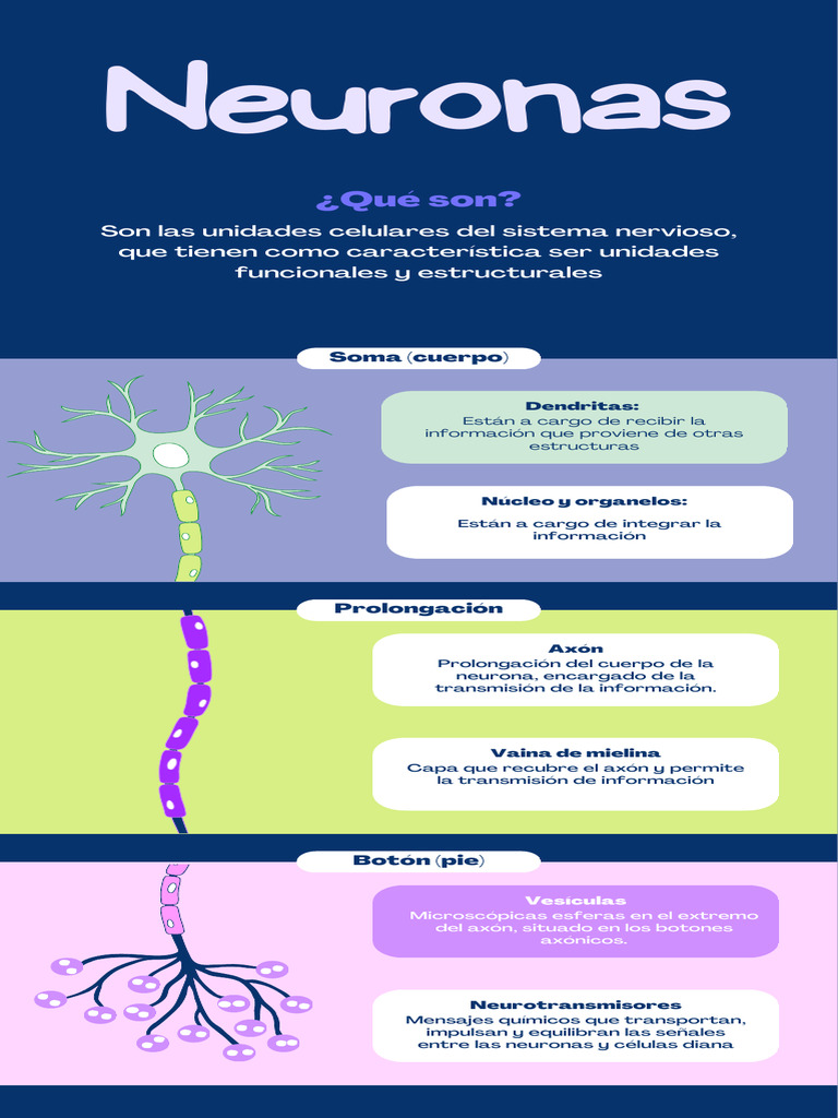 Estructura y Función de las Neuronas | PDF