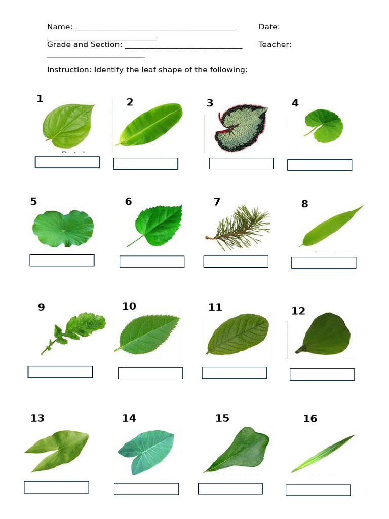Quiz 2 Common Leaf Shape | PDF