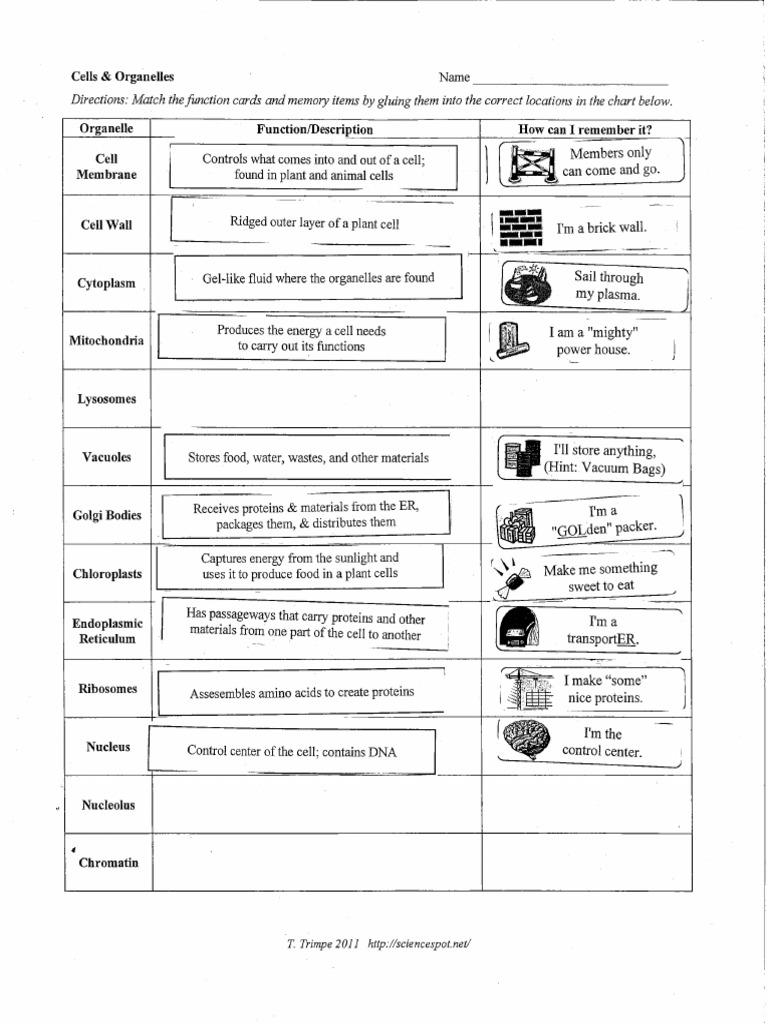 Completed Organelle Cut and Paste Activity | PDF