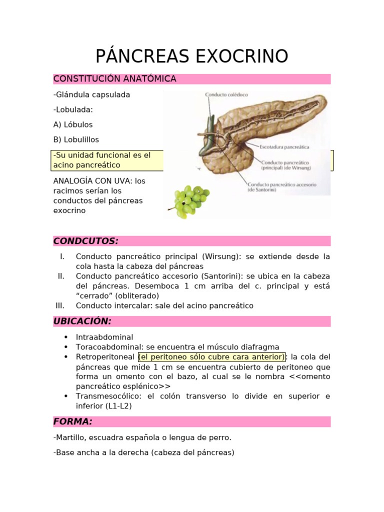 Páncreas Exocrino | PDF | Páncreas | Órgano (anatomía)