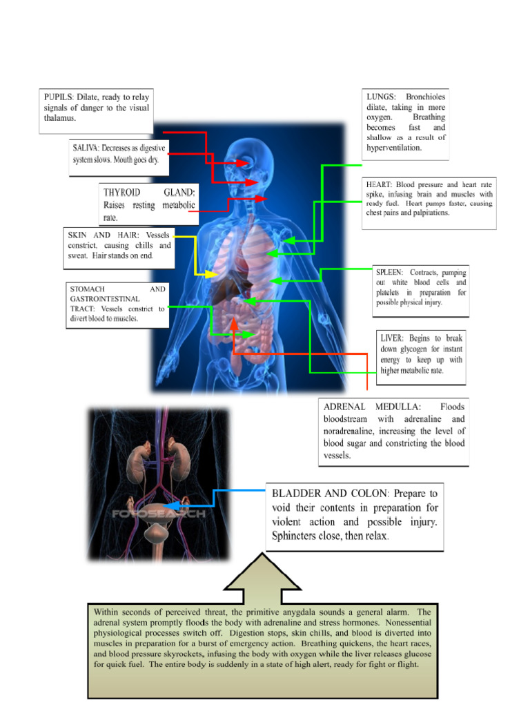 Fight or Flight Response | PDF