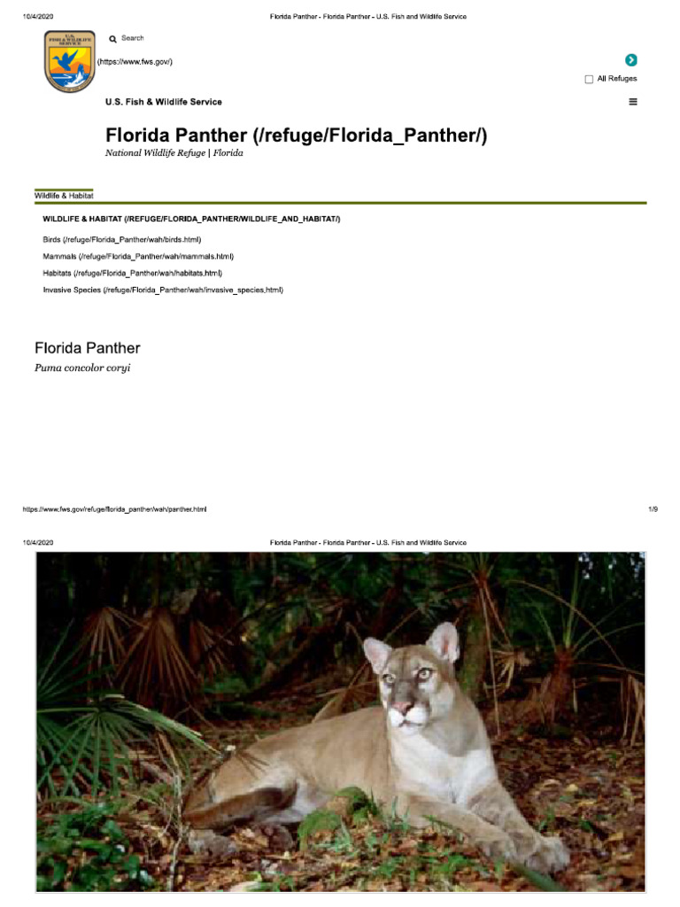 Florida Panther Overview | PDF