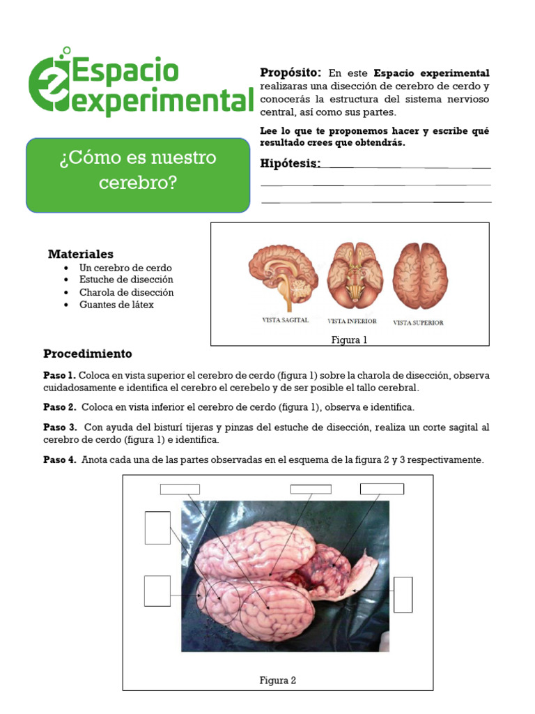 Cómo Es Nuestro Cerebro.1 | PDF